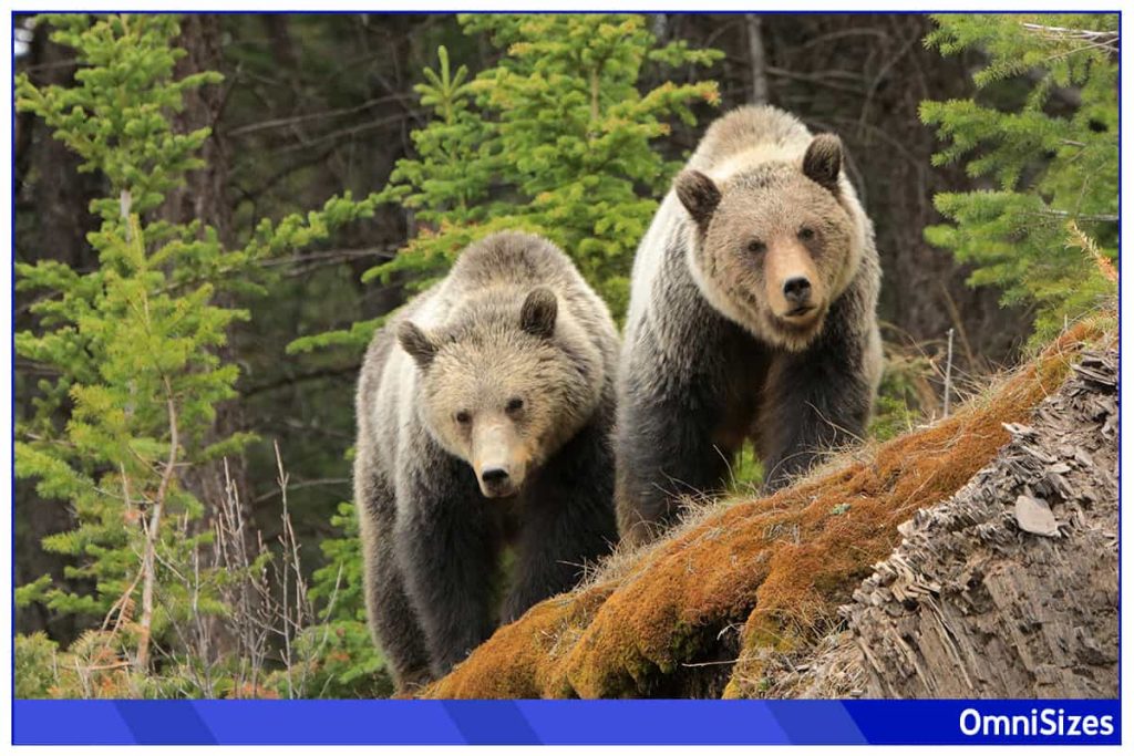 Things that Are 16 Feet Long - Sizes of Objects and Stuff