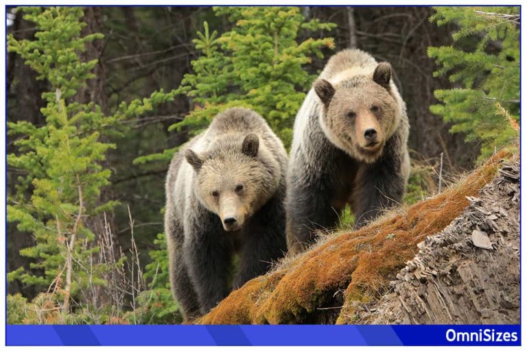 Things that Are 16 Feet Long - Sizes of Objects and Stuff