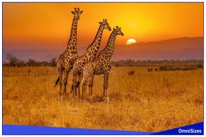 Things That Are 90 Feet Long/Tall - Sizes of Objects and Stuff