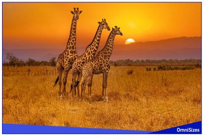 Things That Are 90 Feet Long/Tall - Sizes of Objects and Stuff