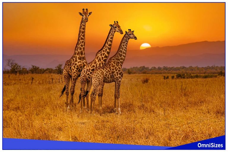 Things That Are 90 Feet Long/Tall - Sizes of Objects and Stuff