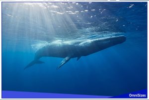 Things That Are 90 Feet Long/Tall - Sizes of Objects and Stuff