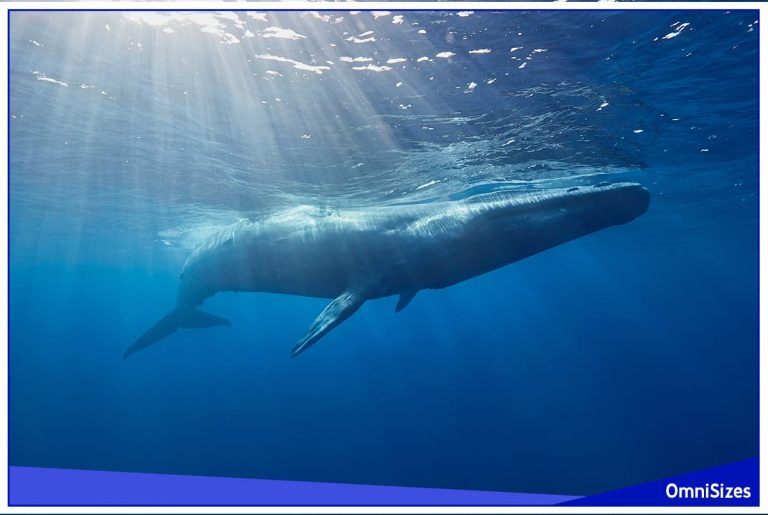 Things That Are 90 Feet Long/Tall - Sizes of Objects and Stuff