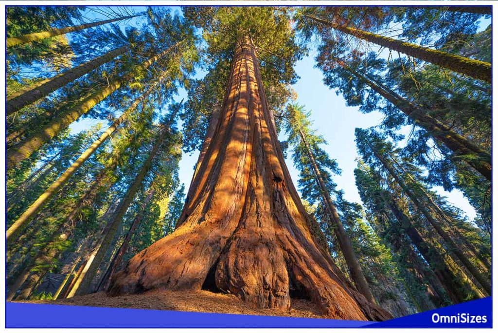 Things that Are 100 Feet Long/Tall - Sizes of Objects and Stuff