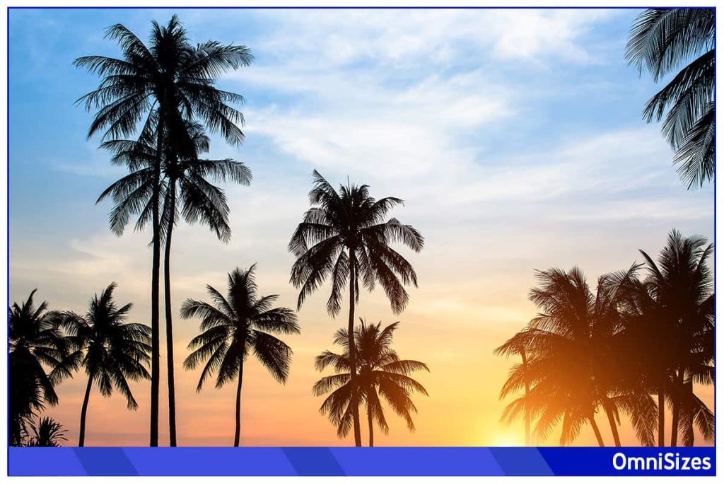 Things that Are 40 Feet Long/Tall - Sizes of Objects and Stuff